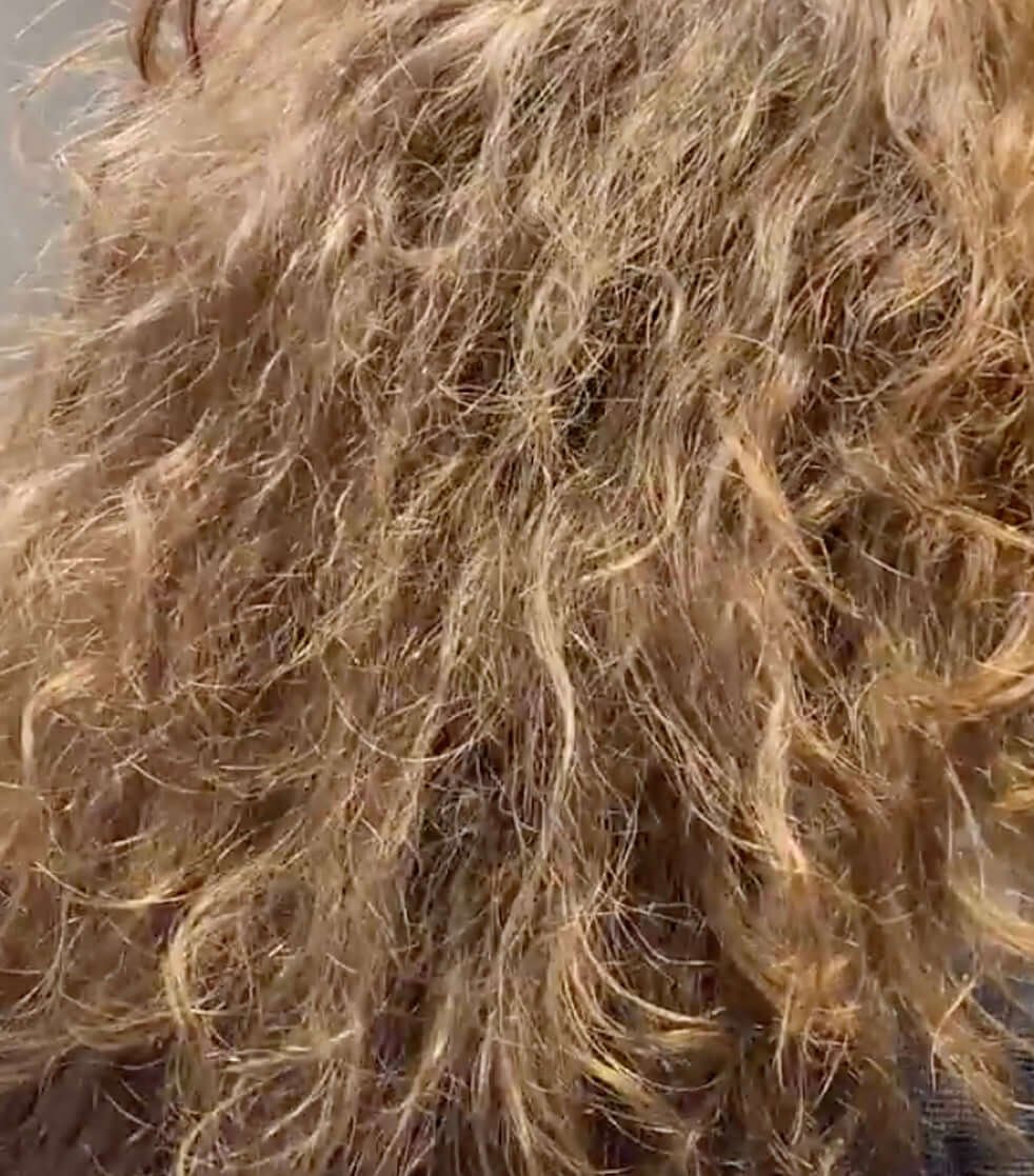 Restore Your Parched Dry Hair and Restore its Elasticity and Strength ...